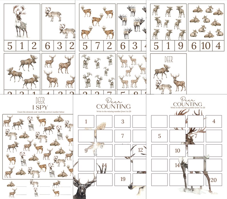 DEER Unit Study Life Cycle Anatomy Nature Study Science - Etsy