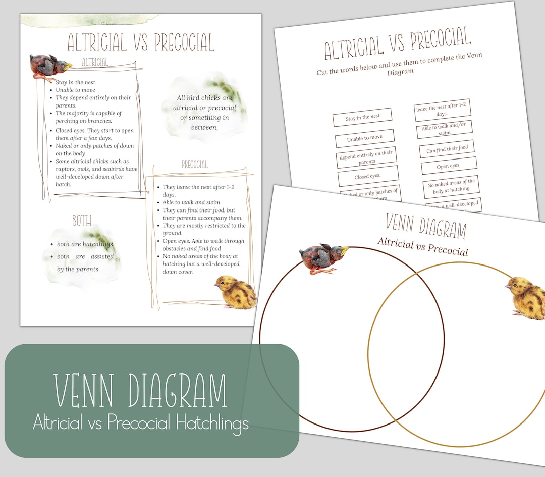 ALTRICIAL Vs PRECOCIAL Hatchlings Venn Diagram Activity, Homeschool ...