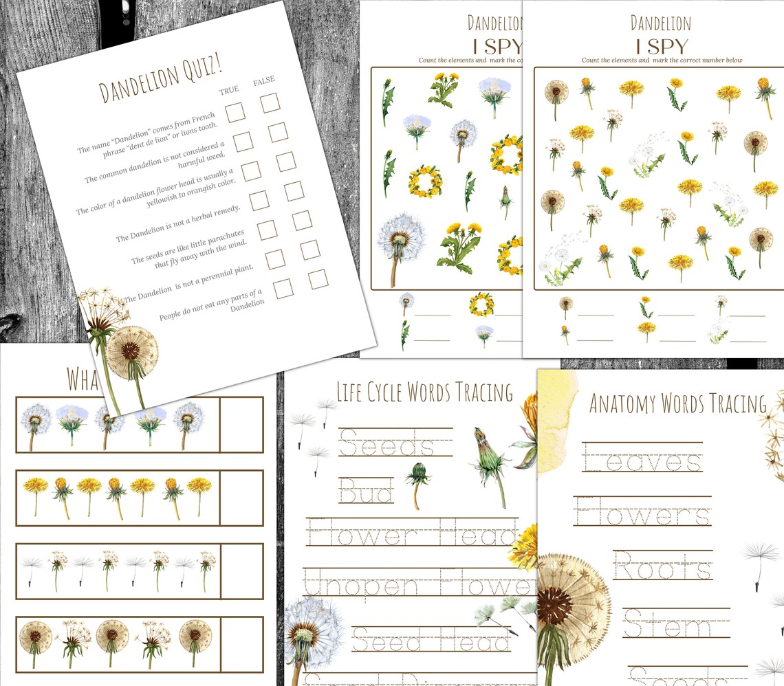 DANDELION Unit Study Life Cycle Anatomy Nature Study - Etsy