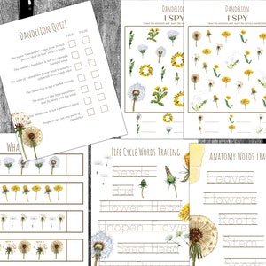 DANDELION Unit Study Life Cycle Anatomy Nature Study - Etsy