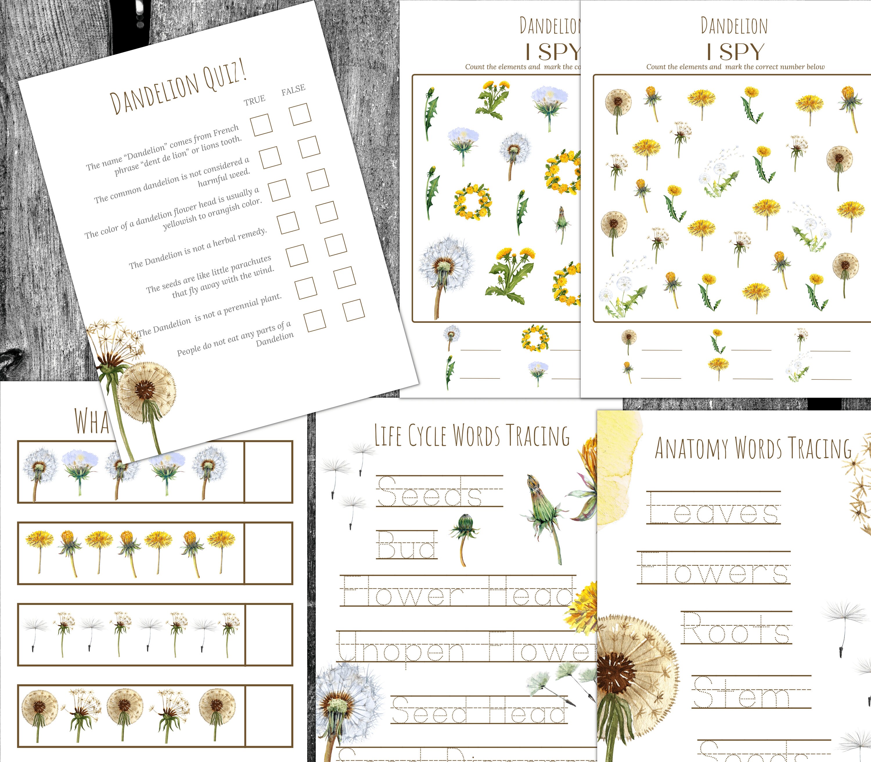 DANDELION Unit Study Life Cycle Anatomy Nature Study - Etsy Canada