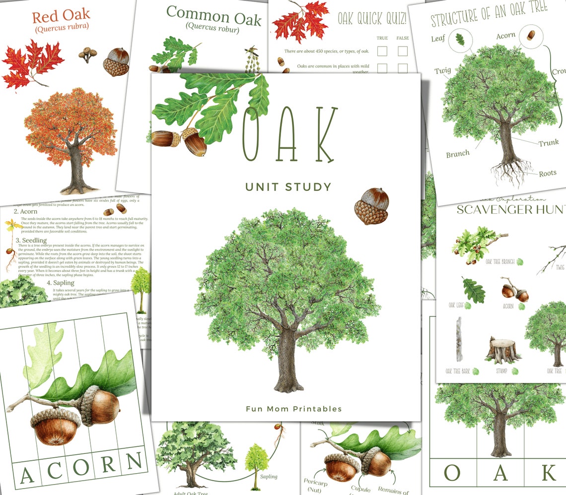 Trees Unit Study Bundle: Deciduous, Coniferous, Oak (instant Download ...