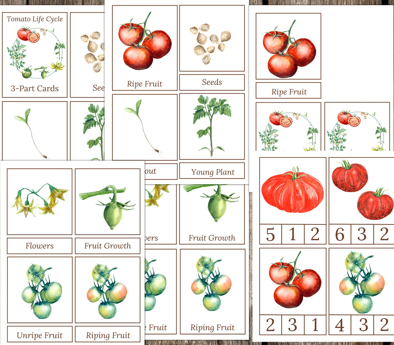 TOMATO Unit Study Life Cycle Anatomy Nature Study Science - Etsy