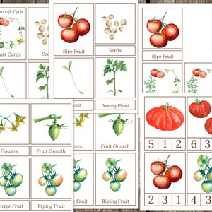 TOMATO Unit Study, Life Cycle, Anatomy, Nature Study, Science ...