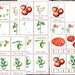 TOMATO Unit Study, Life Cycle, Anatomy, Nature Study, Science ...