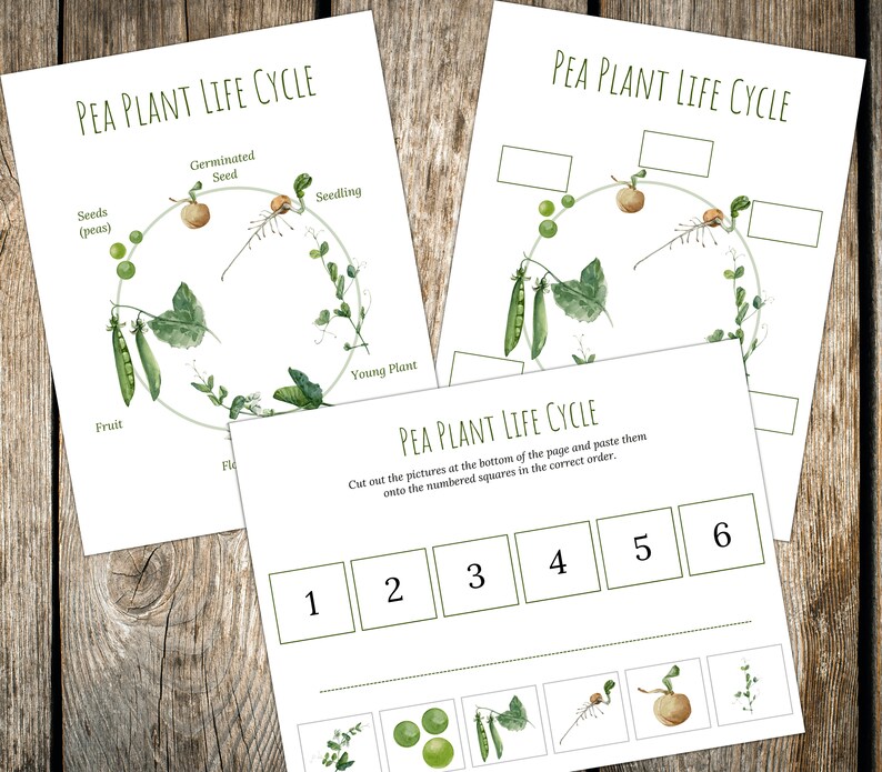 PEA Plant Unit Study Life Cycle Anatomy Nature Study - Etsy