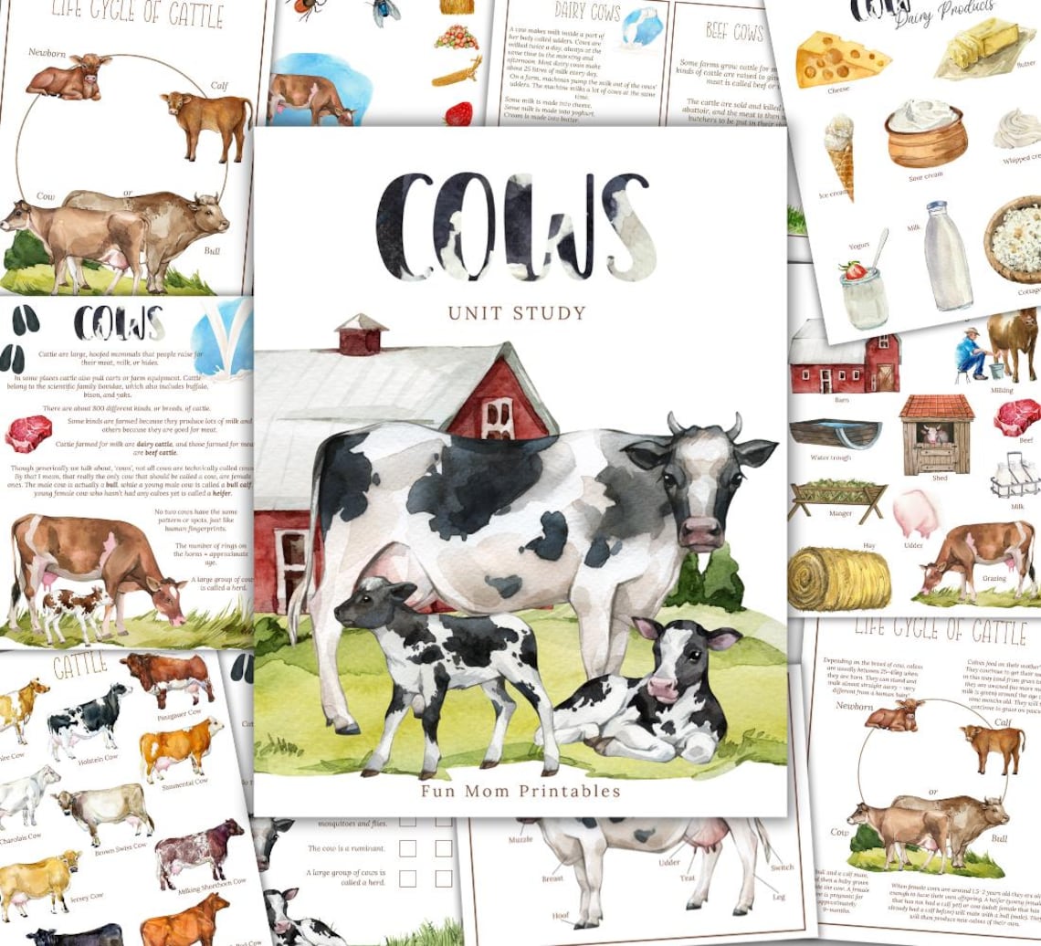 Cows Unit Study: Cattle Life Cycle, Anatomy (homeschool Printable) - Etsy