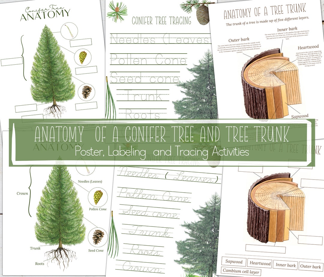 CONIFER TREE Anatomy and Layers of a Tree Trunk, Posters + Labeling and ...