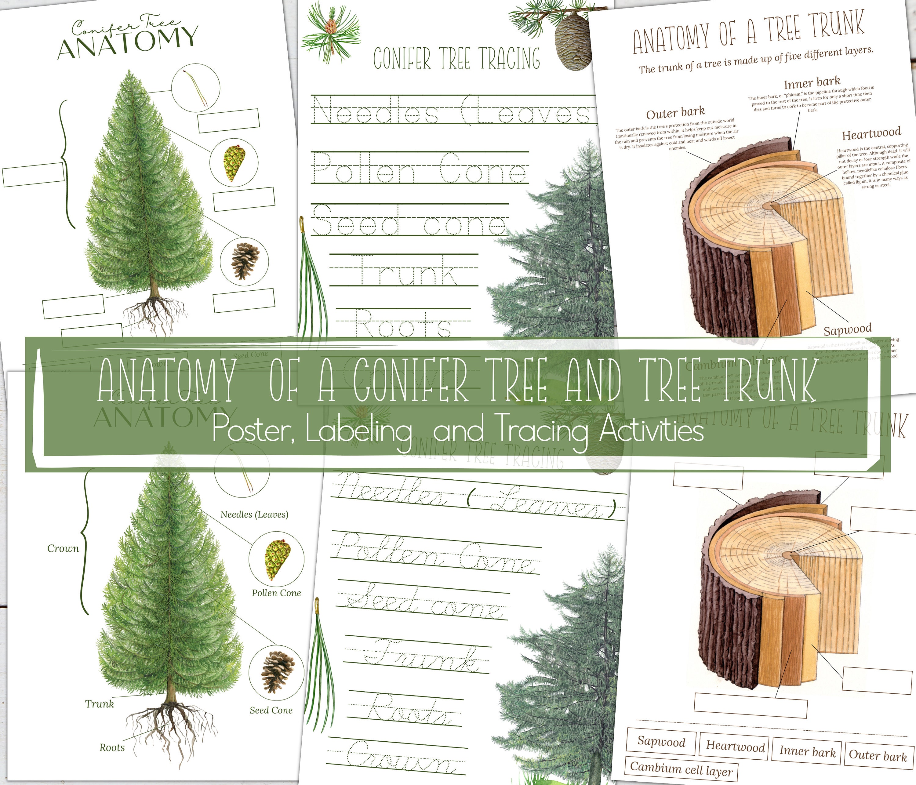Conifer Tree Identification Chart Tree And Shrub Leaf Identification