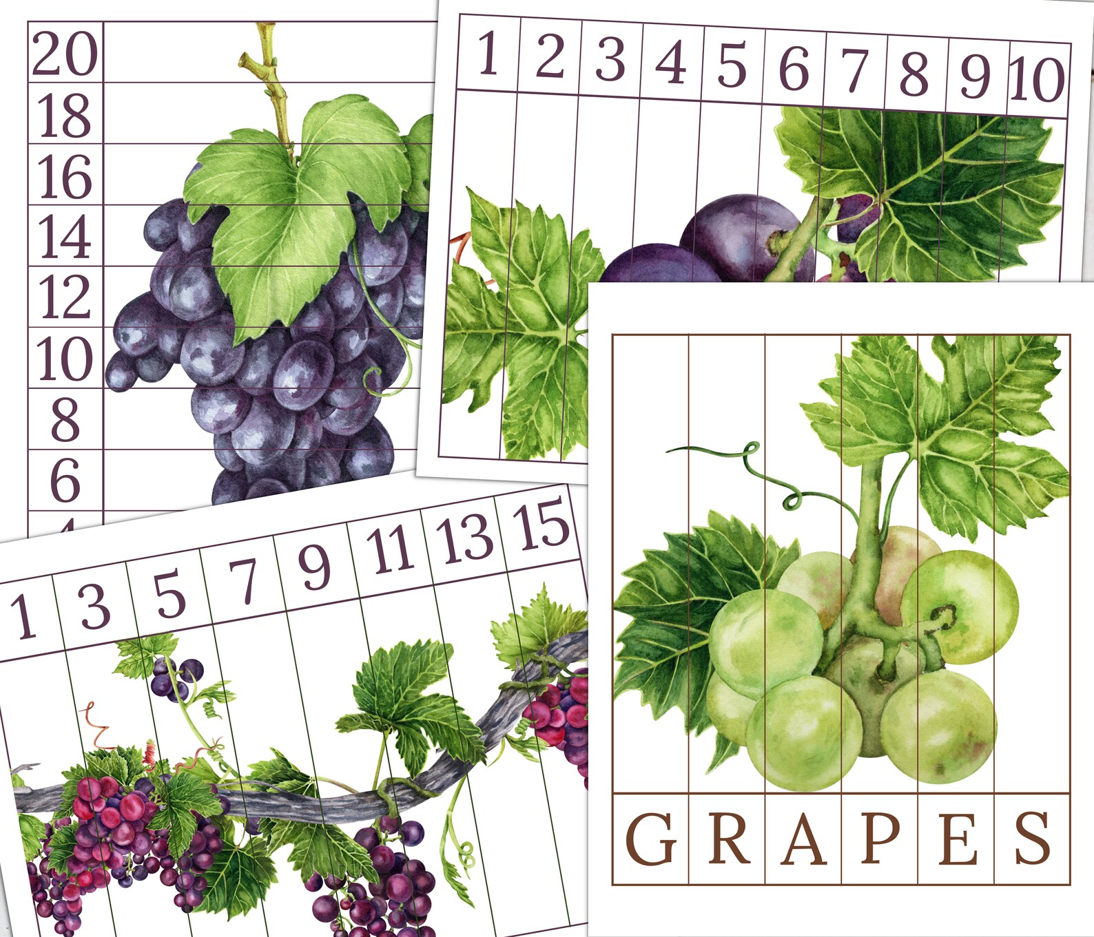 GRAPES Unit Study, Anatomy, Nature Study, Science, Handwriting ...