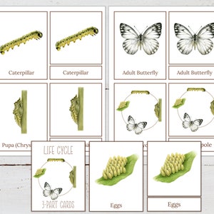 LARGE WHITE BUTTERFLY Life Cycle, Nature Study, Homeschool Printable ...