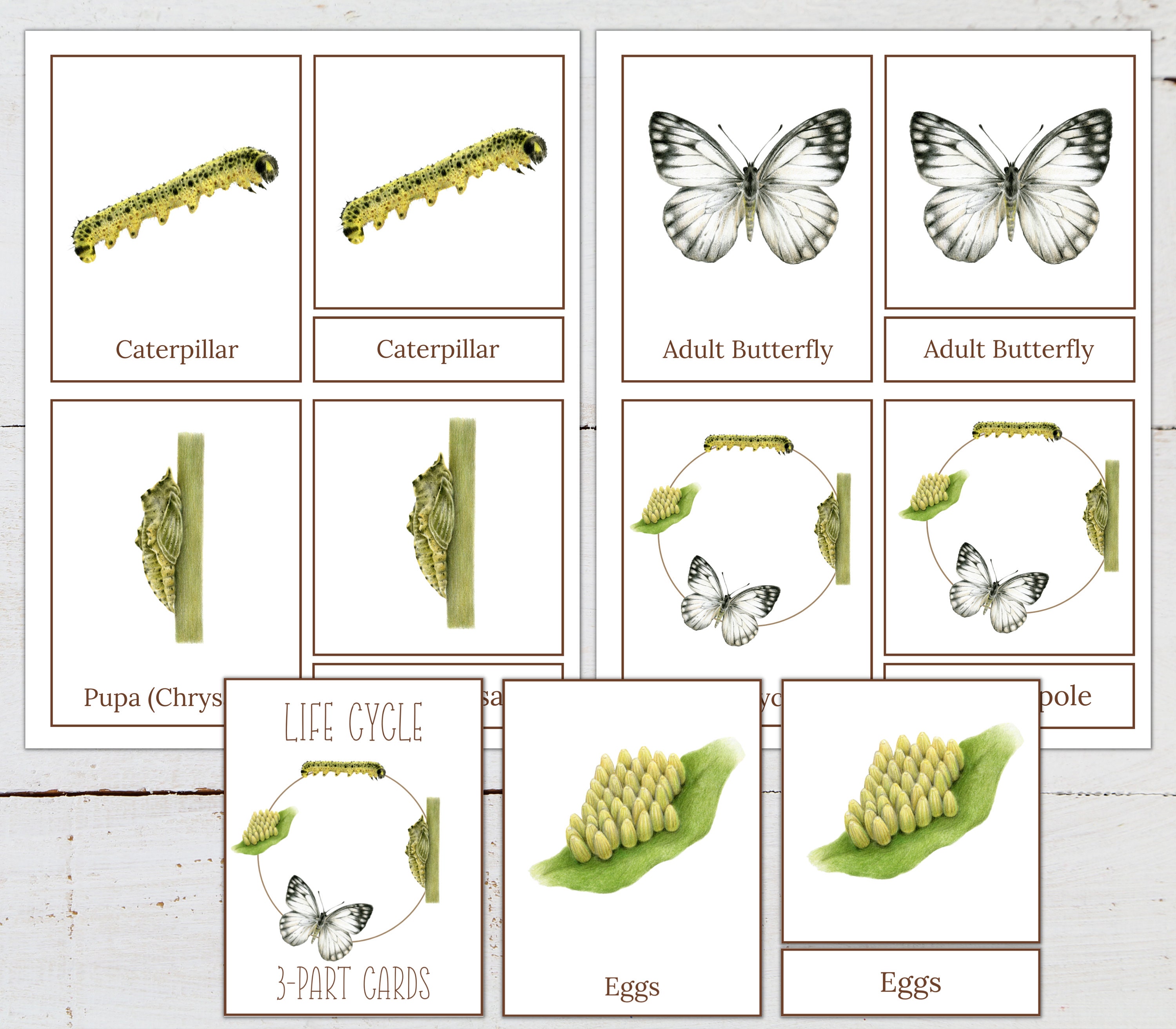 LARGE WHITE BUTTERFLY Life Cycle, Nature Study, Homeschool Printable ...