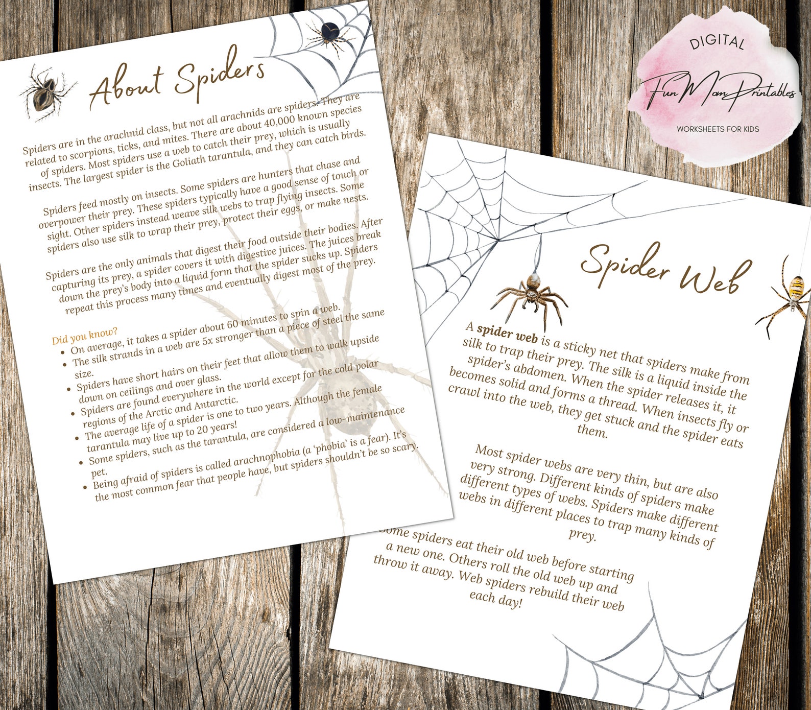 SPIDER Unit Study Life Cycle Anatomy Nature Study Science - Etsy