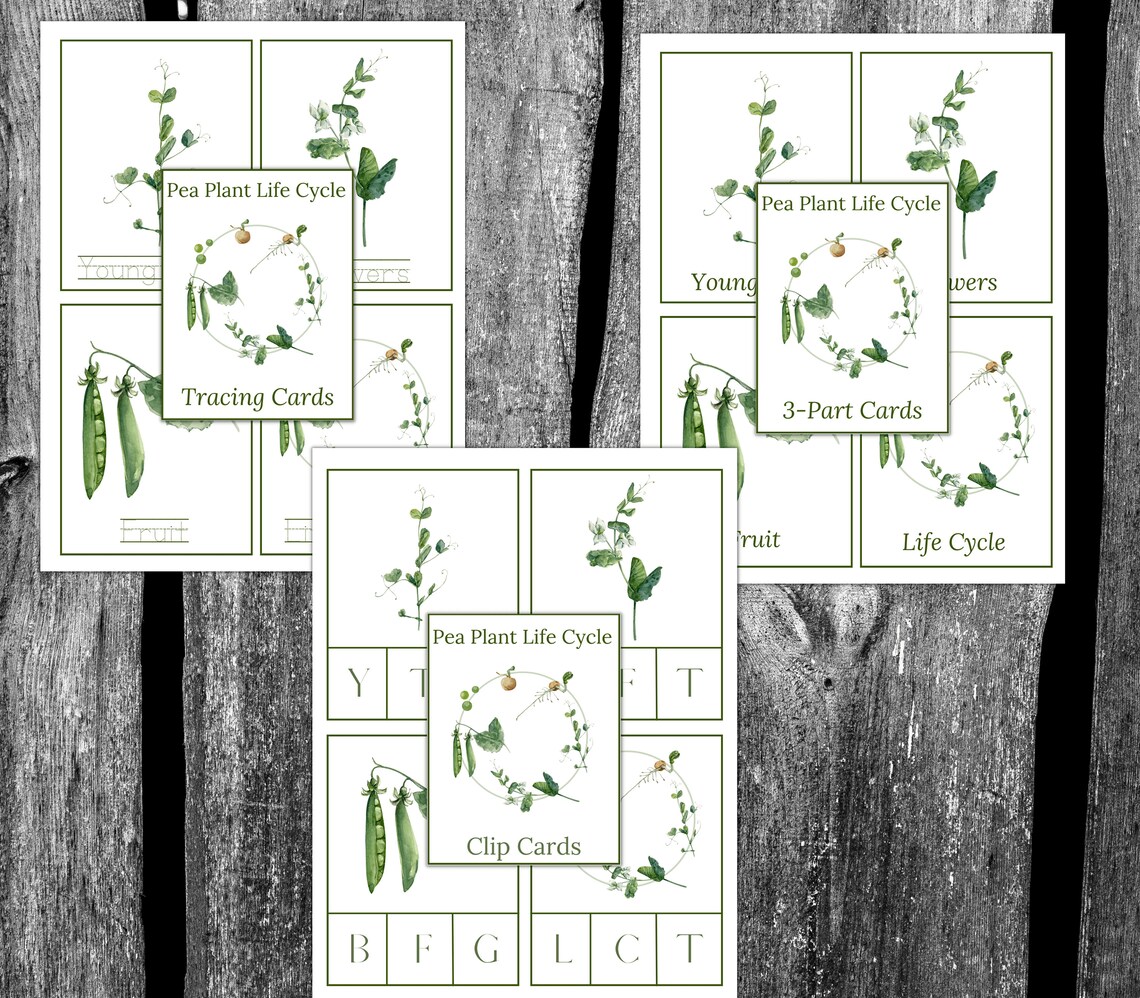 PEA Plant Unit Study Life Cycle Anatomy Nature Study - Etsy