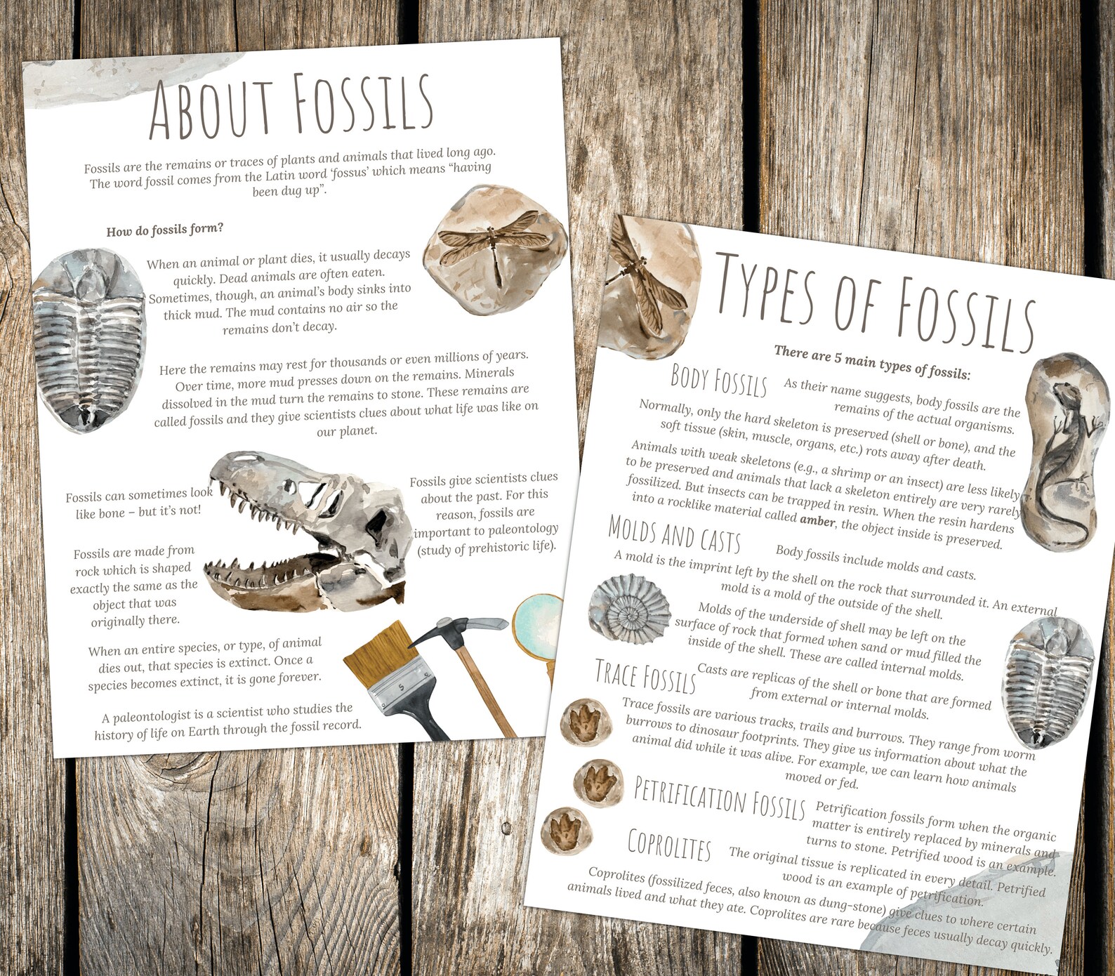 FOSSILS Unit Study Anatomy Nature Study Science - Etsy