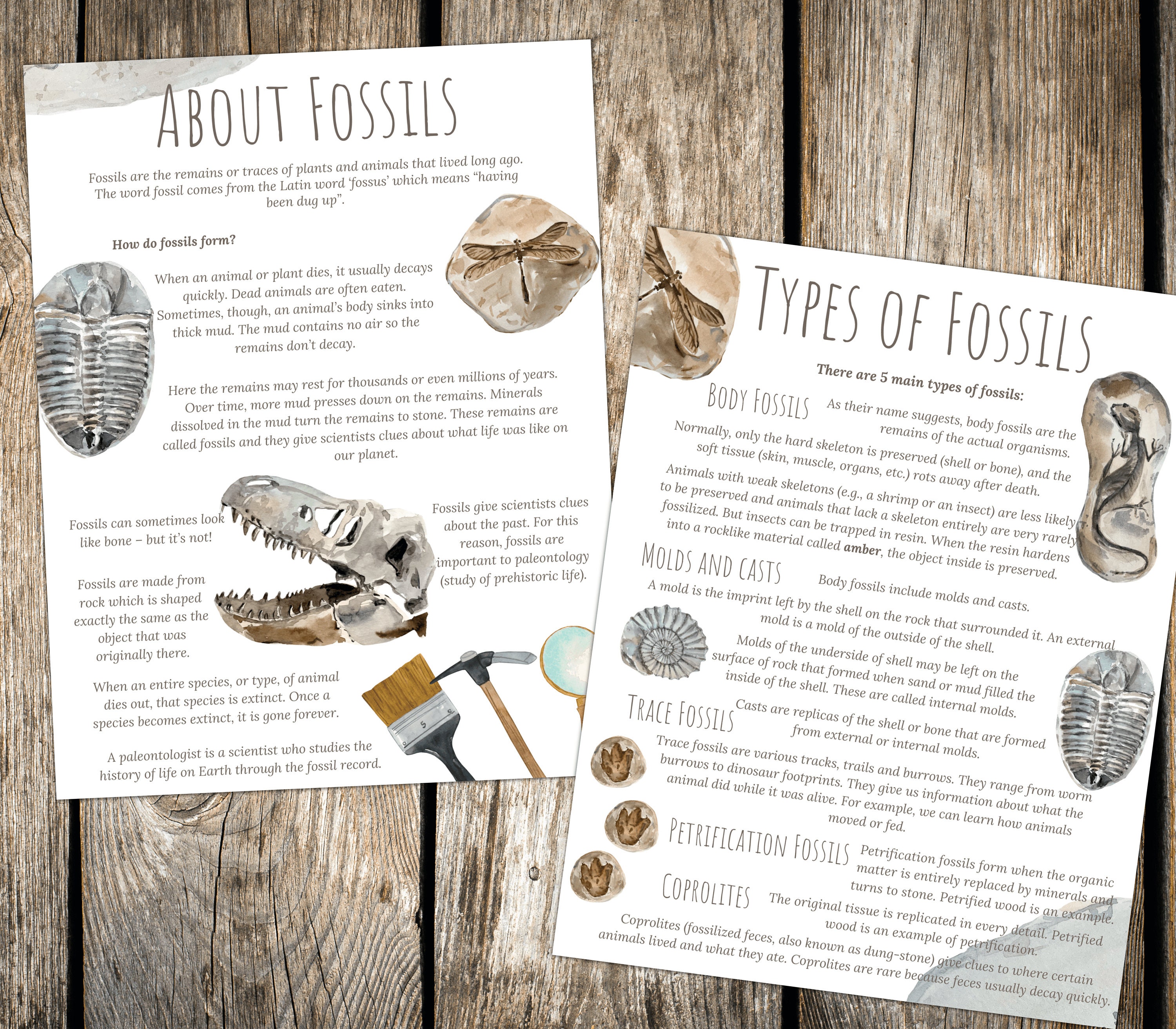 FOSSILS Unit Study Anatomy Nature Study Science - Etsy