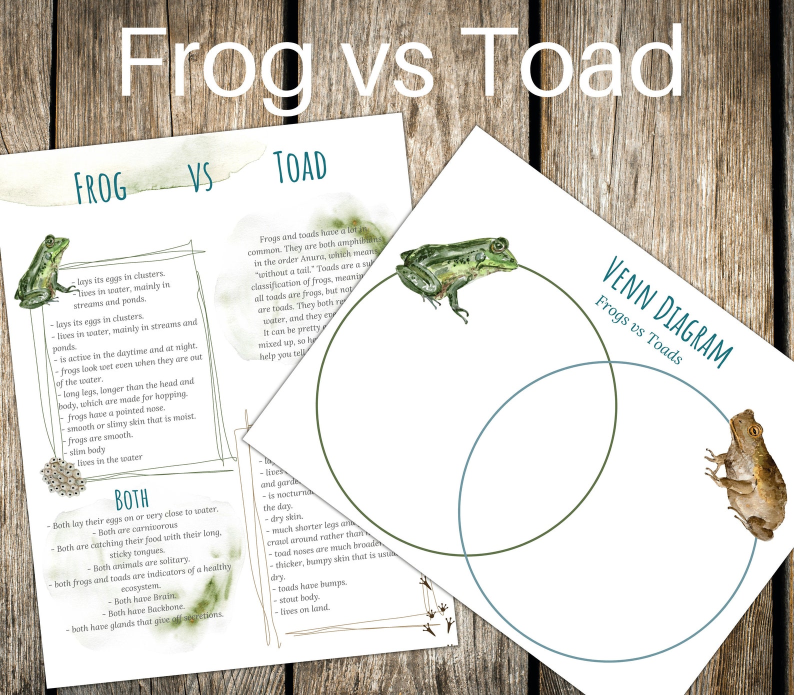FROG Vs TOAD Venn Diagram Activity Homeschool Montessori - Etsy