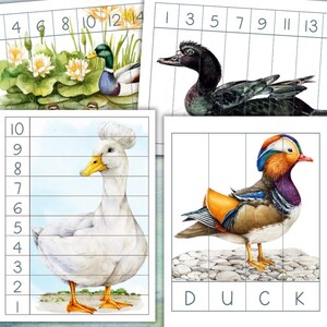 Ducks Unit Study: Life Cycle, Anatomy, Activities (homeschool Printable ...