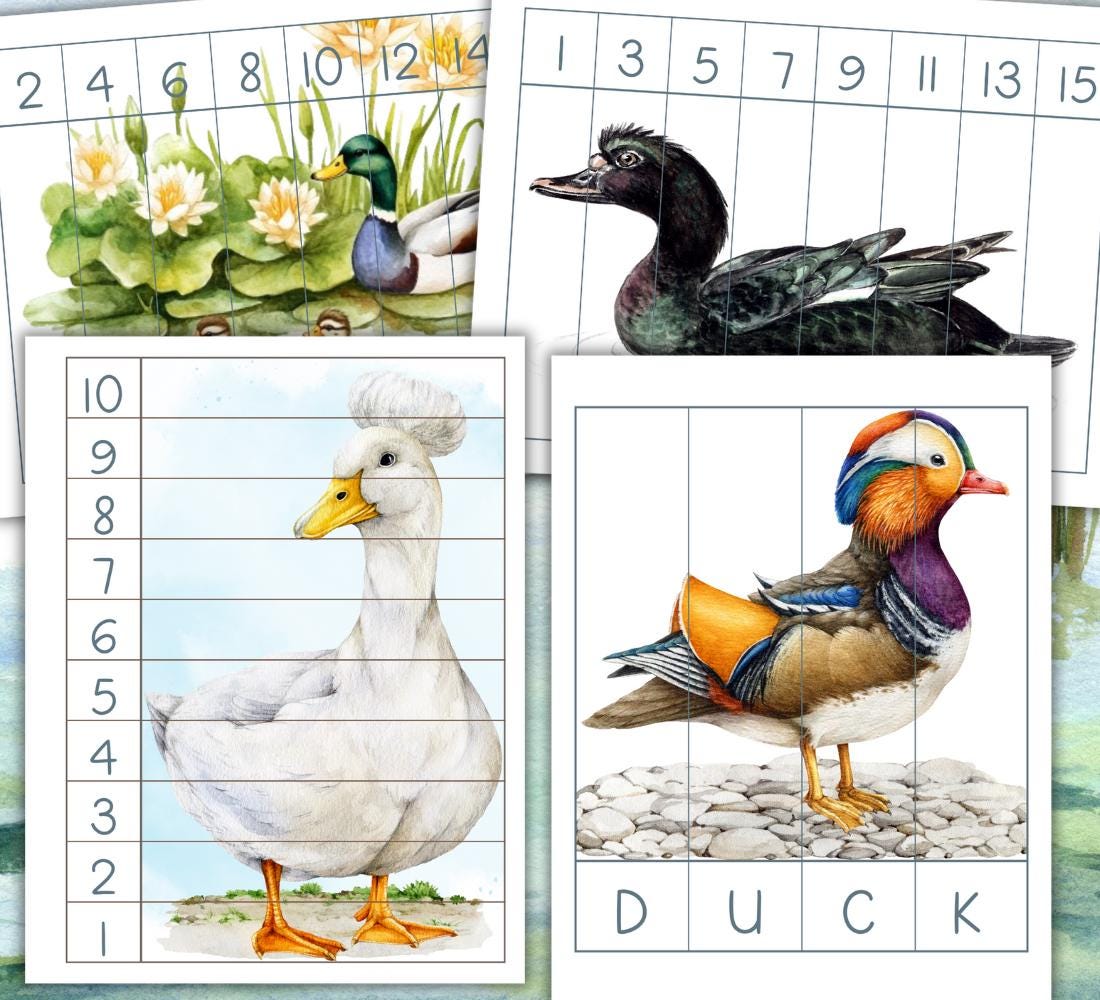Ducks Unit Study: Life Cycle, Anatomy, Activities (homeschool Printable ...
