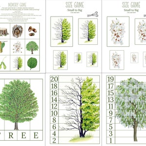 DECIDUOUS TREES Unit Study, Life Cycle, Anatomy, Nature Study, Science ...