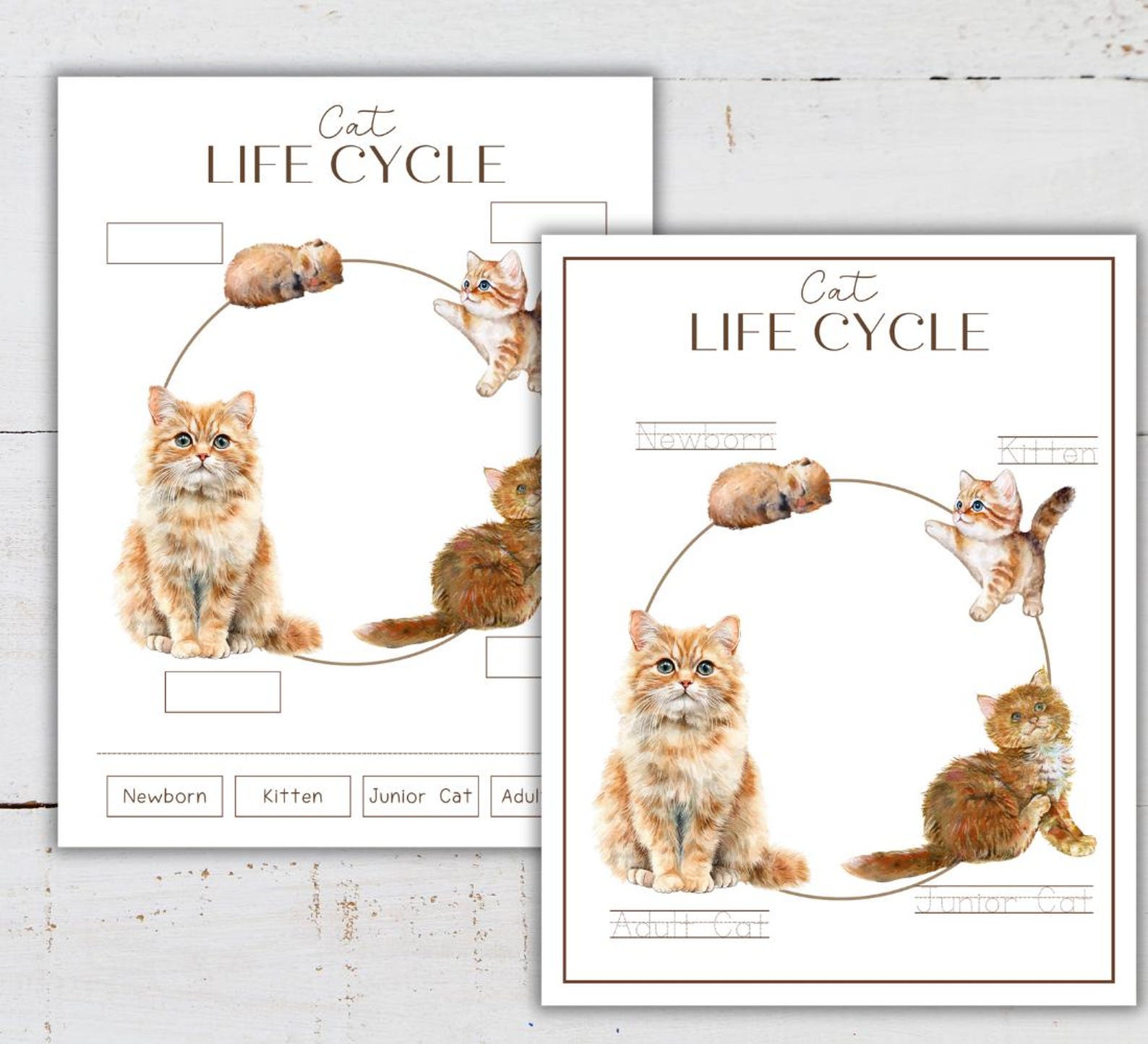 CAT/FELINE Life Cycle, Nature Study, Homeschool Printable, Instant ...