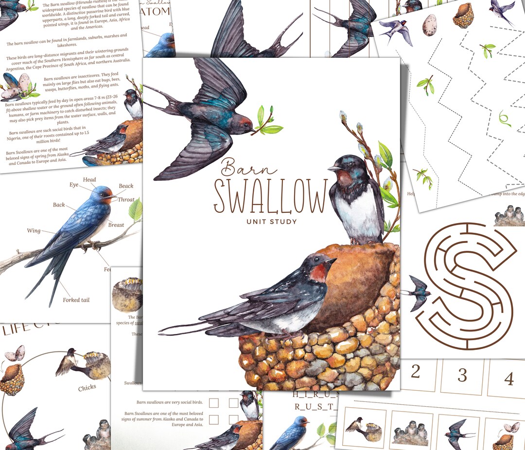 Swallow Unit Study: Homeschool Science, Anatomy & Life Cycle (instant ...