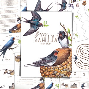 Swallow Unit Study: Homeschool Science, Anatomy & Life Cycle (instant ...