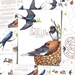 Swallow Unit Study: Homeschool Science, Anatomy & Life Cycle (instant ...