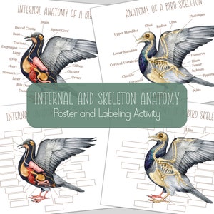 BIRD Unit Study, Life Cycle, Anatomy, Nature Study, Science ...