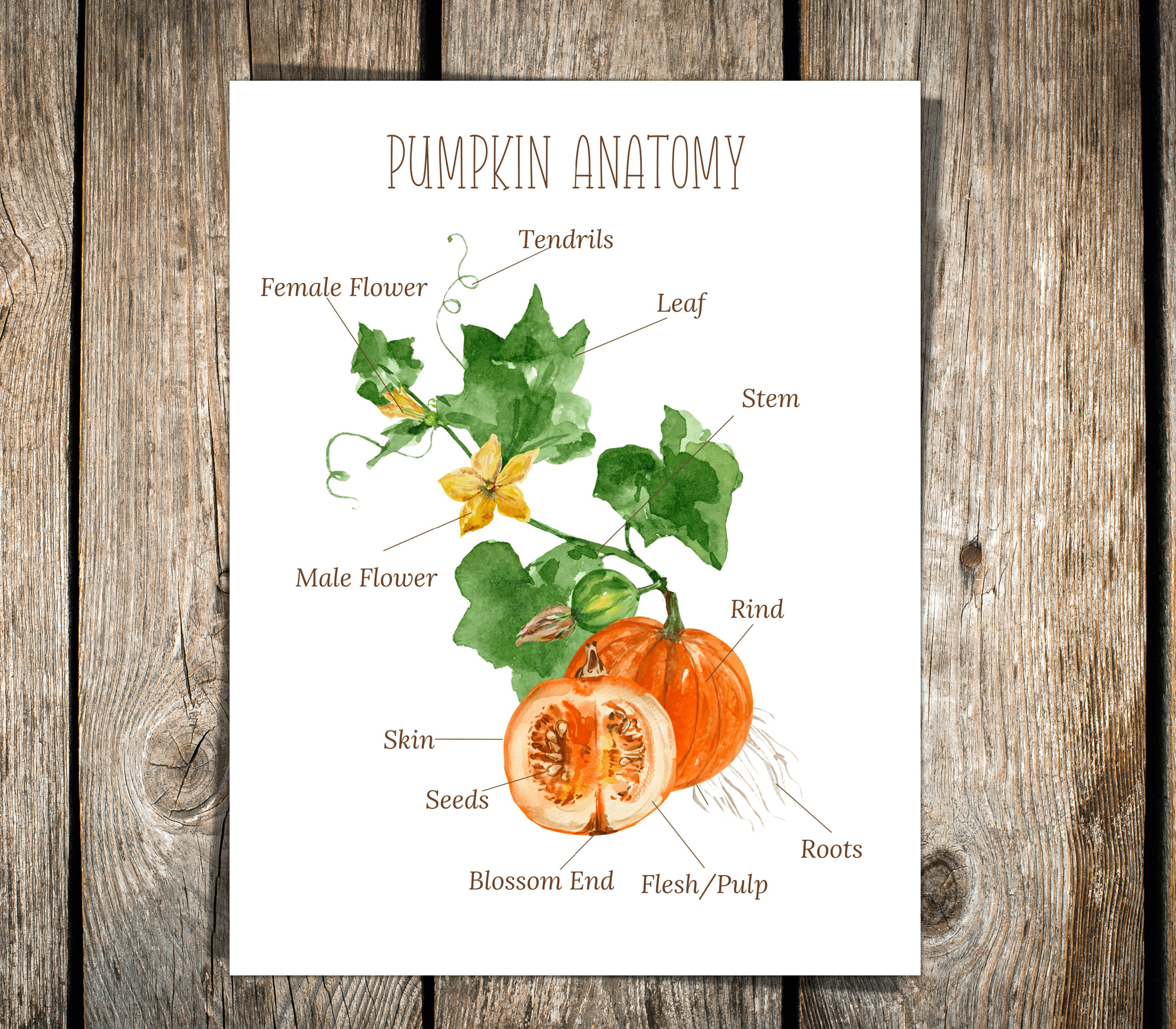 PUMPKIN Anatomy Poster and Labeling Activity Homeschool - Etsy