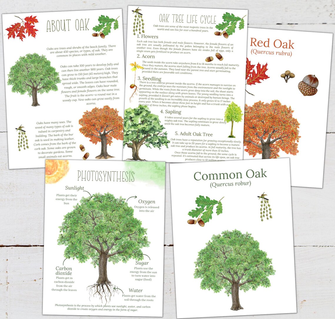 OAK Unit Study, Life Cycle, Anatomy, Nature Study, Science, Handwriting ...