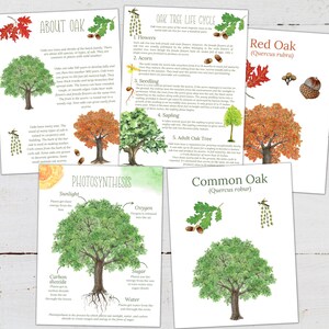 OAK Unit Study, Life Cycle, Anatomy, Nature Study, Science, Handwriting ...