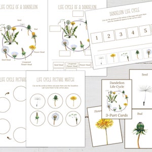 DANDELION Unit Study, Life Cycle, Anatomy, Nature Study, Science ...