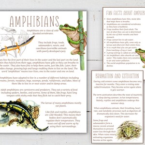 AMPHIBIANS Unit Study, Life Cycle, Anatomy, Nature Study, Science ...