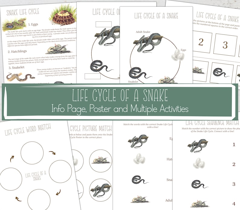 Snakes Unit Study: Anatomy, Life Cycle, Homeschool Printable (instant ...