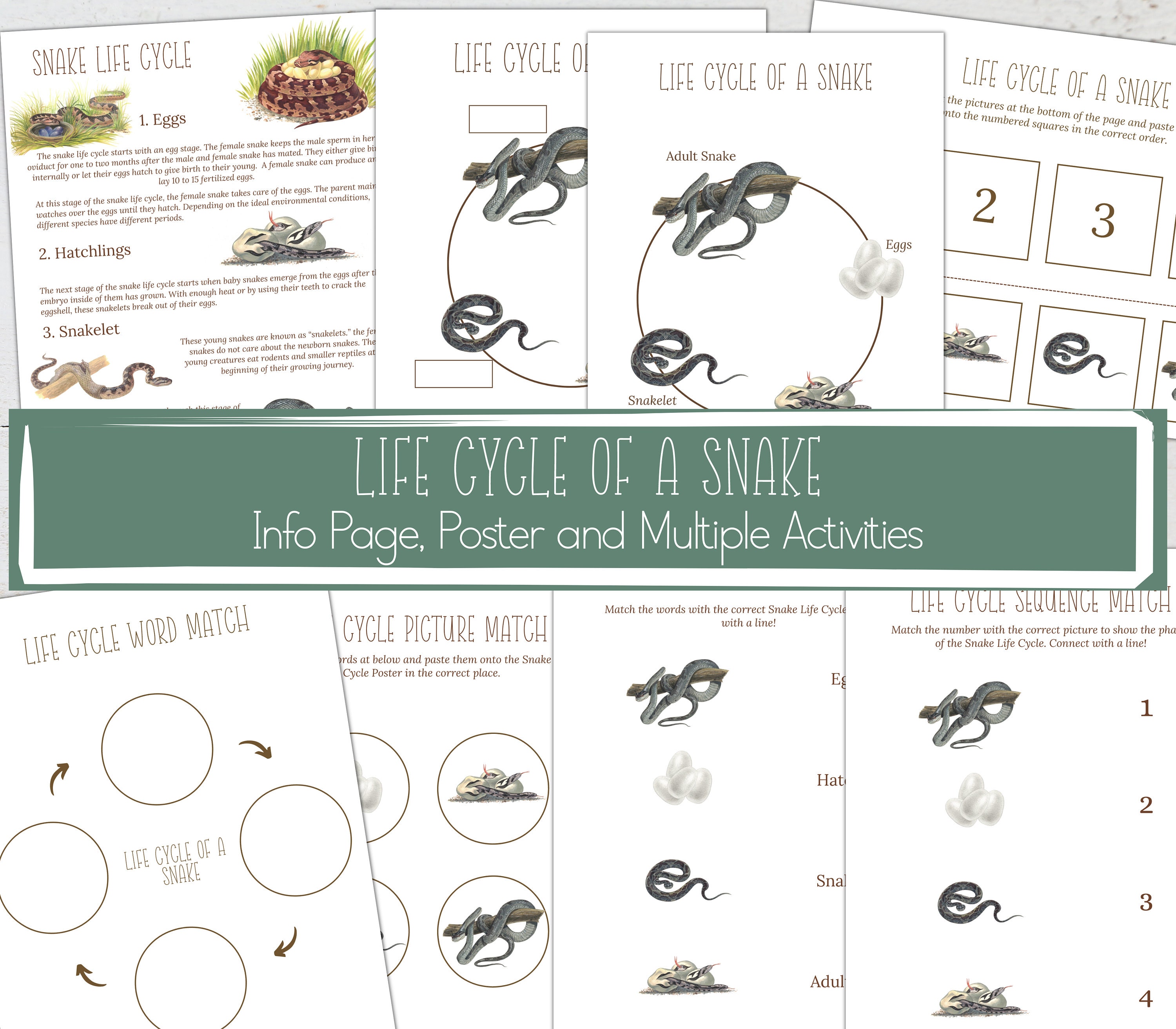 Snakes Unit Study: Anatomy, Life Cycle, Homeschool Printable (instant ...