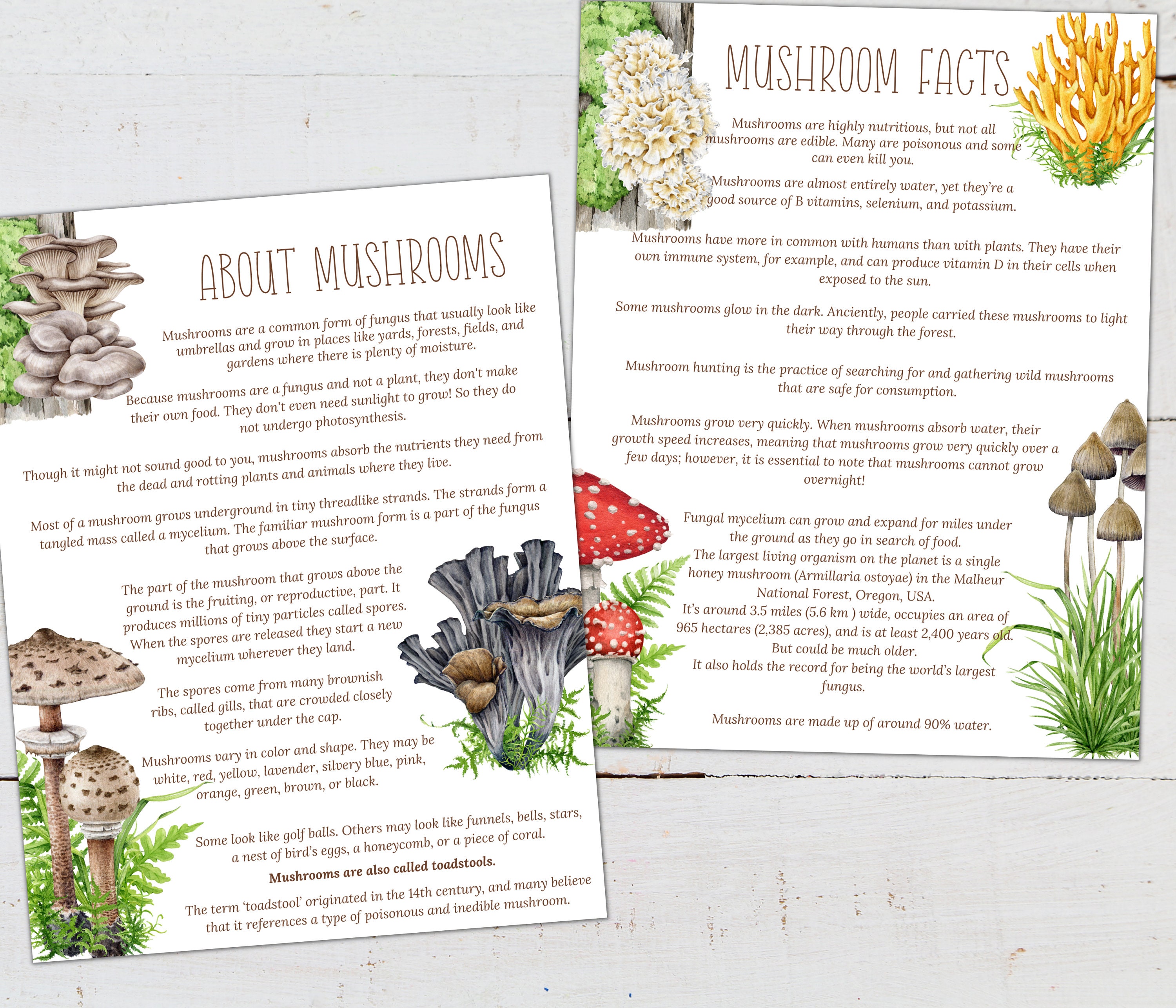 Mushroom Unit Study: Life Cycle, Anatomy, Homeschool Printable (instant ...