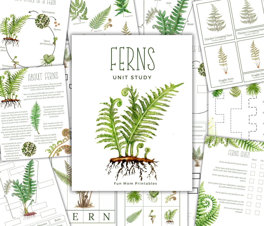 FERNS Unit Study, Life Cycle, Anatomy, Nature Study, Science ...