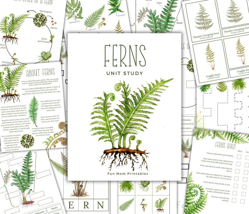 Ferns Unit Study: Life Cycle, Anatomy, Family Style Activities ...