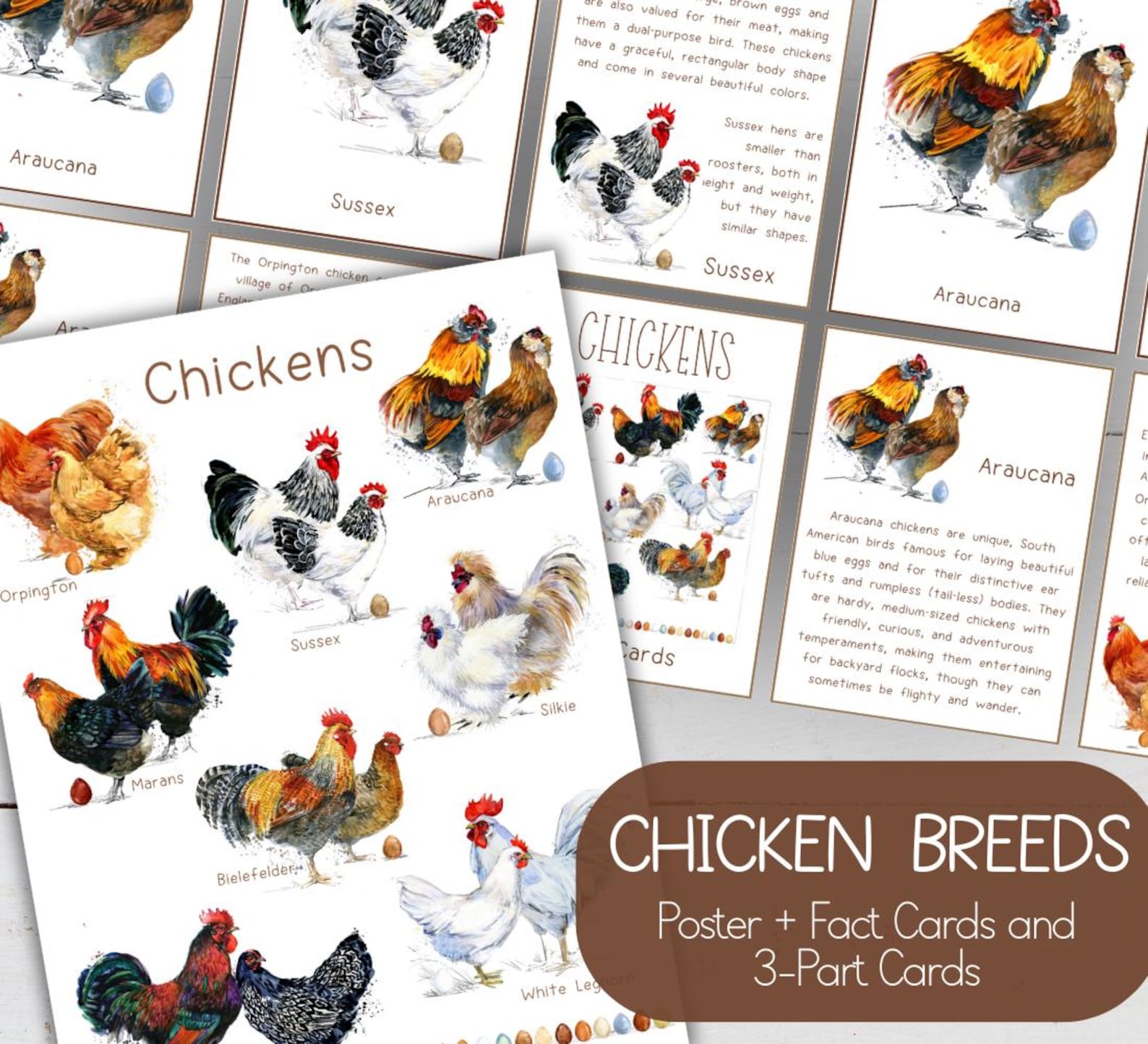 Chicken Unit Study , Life Cycle, Anatomy, DIGITAL DOWNLOAD - Etsy