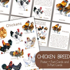 Chicken Unit Study , Life Cycle, Anatomy, DIGITAL DOWNLOAD - Etsy