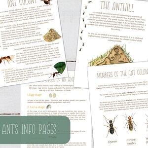 ANT Colony Unit Study, Life Cycle, Anatomy, Nature Study, Science ...
