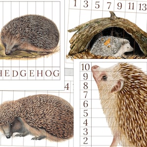 HEDGEHOG Unit Study, Life Cycle, Anatomy, Nature Study, Science ...