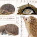 HEDGEHOG Unit Study, Life Cycle, Anatomy, Nature Study, Science ...
