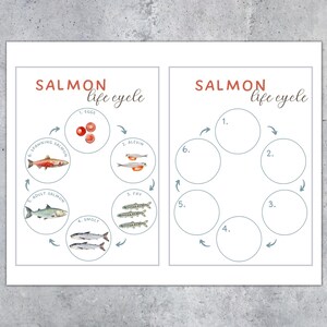 Fauna Life Cycle Printable 5x7" Flashcards and Matching Worksheets (5x7 ...