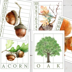 OAK Unit Study, Life Cycle, Anatomy, Nature Study, Science, Handwriting ...