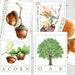 OAK Unit Study, Life Cycle, Anatomy, Nature Study, Science, Handwriting ...