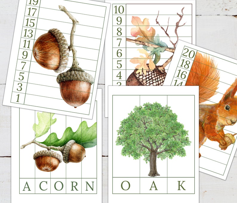 OAK Unit Study, Life Cycle, Anatomy, Nature Study, Science, Handwriting ...