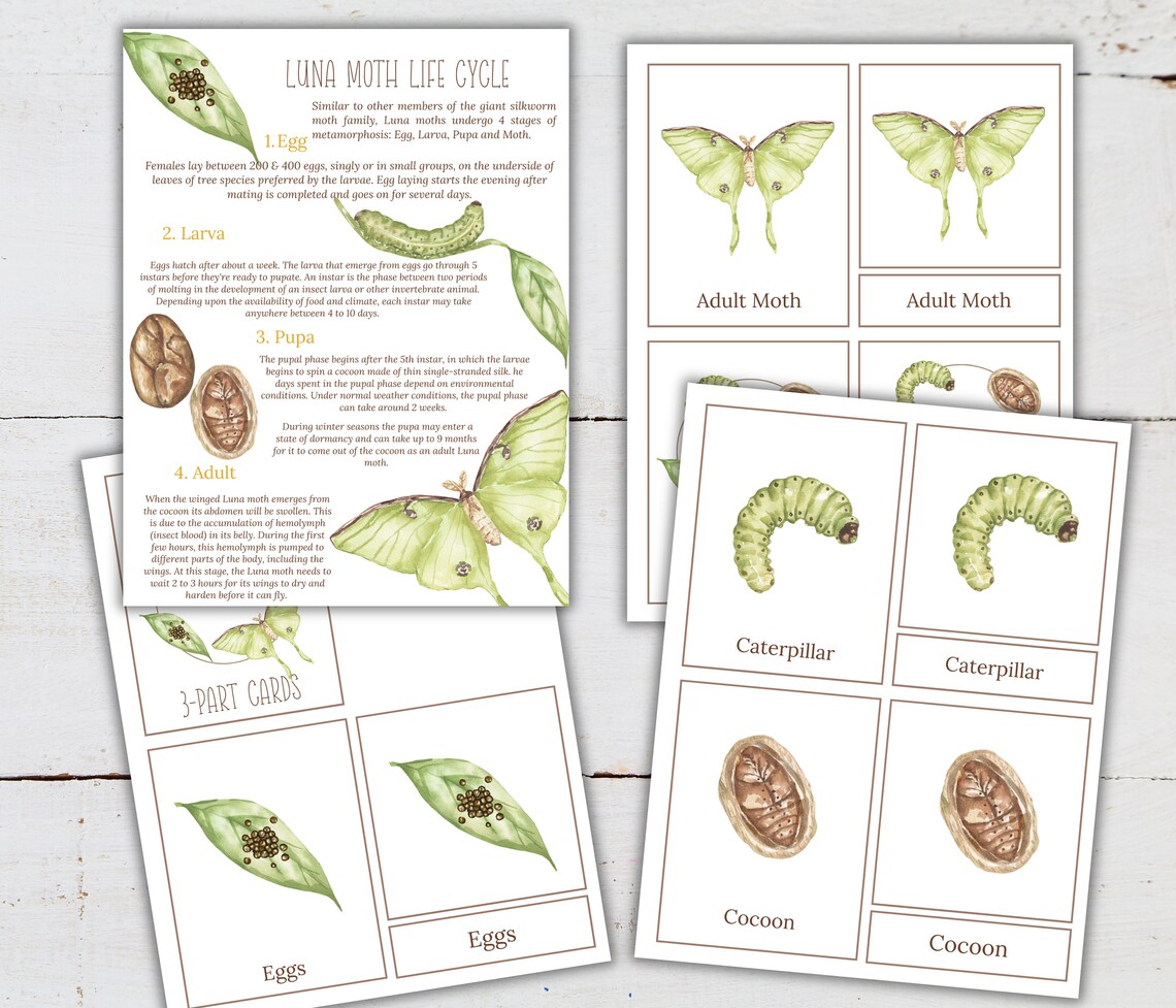 Moths Unit Study: Life Cycle, Anatomy, Homeschool Printable (instant ...