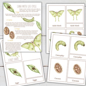 Moths Unit Study: Life Cycle, Anatomy, Homeschool Printable (instant ...